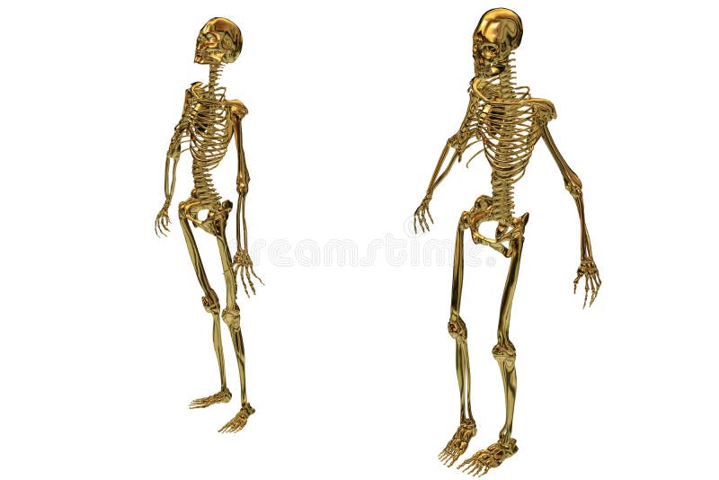 Scheletri - Maschio E Femmina Illustrazione di Stock - Illustrazione di ...