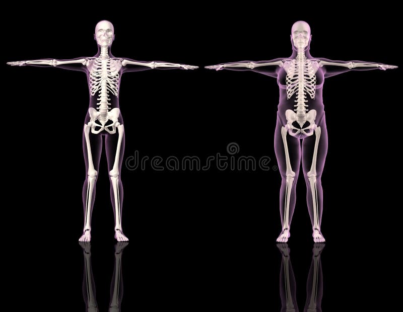 Scheletri femminili medici illustrazione di stock. Illustrazione di ...