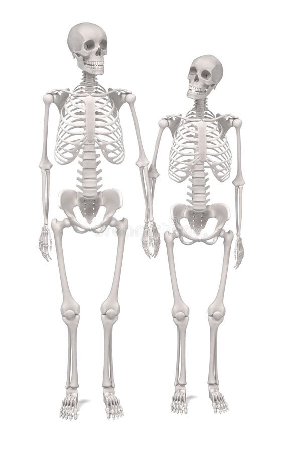 Scheletri Illustrazioni, Vettoriali E Clipart Stock – (4,145 ...