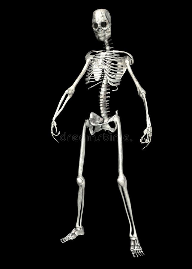 Scheletro. 10 illustrazione di stock. Illustrazione di anatomia - 22821615