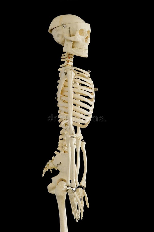 Scheletro fotografia stock. Immagine di emaciato, umano - 24736962