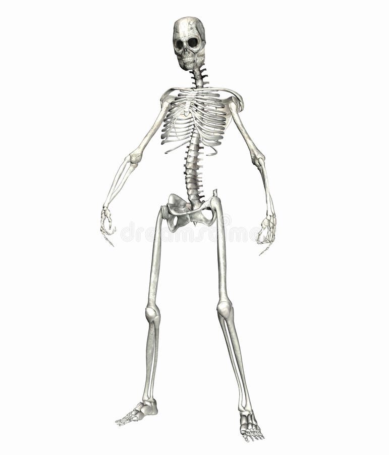Scheletro illustrazione di stock. Illustrazione di generato - 3290826