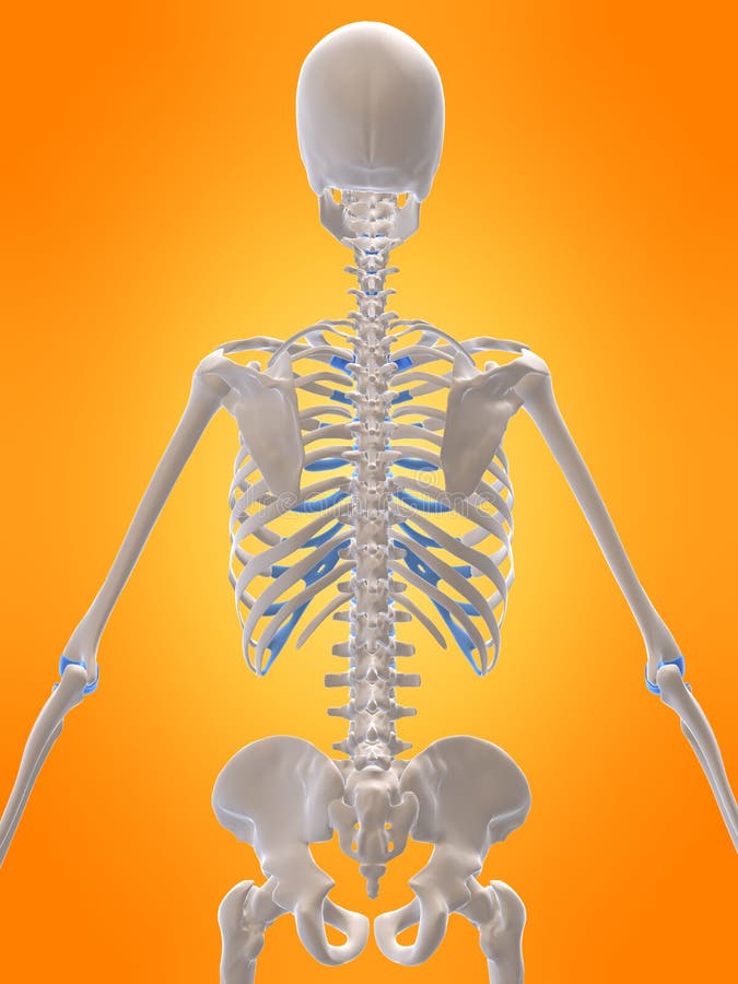 Scheletro 3D illustrazione di stock. Illustrazione di illustrazione ...