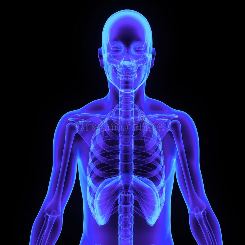 Scheletro con il corpo illustrazione di stock. Illustrazione di atleta ...