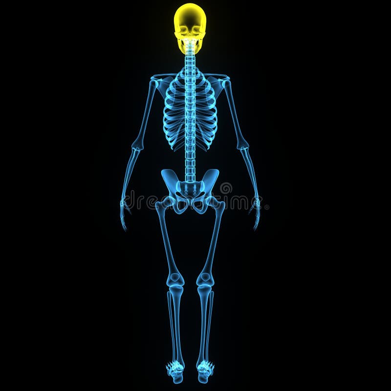 Scheletro con il cranio illustrazione di stock. Illustrazione di ...
