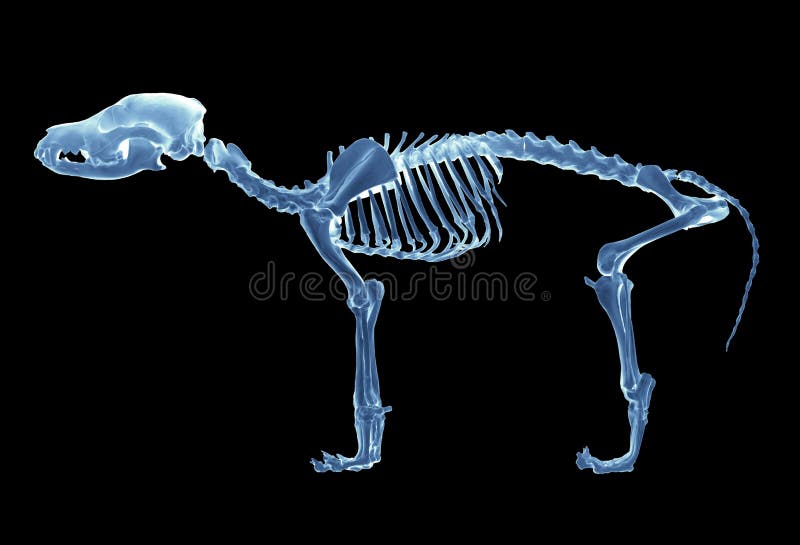 Scheletro del cane immagine stock. Immagine di nervature - 27174193