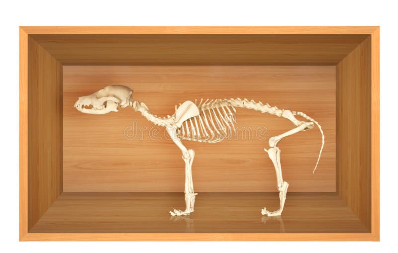 Scheletro del cane fotografia stock. Immagine di chirurgia - 27174280