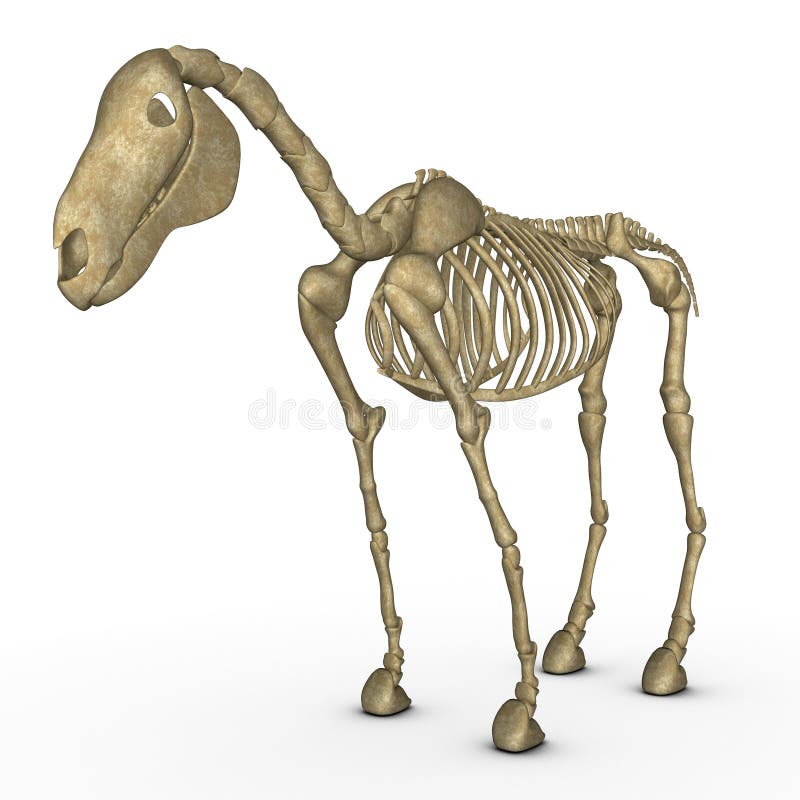 Scheletro del cavallo illustrazione di stock. Illustrazione di membro ...