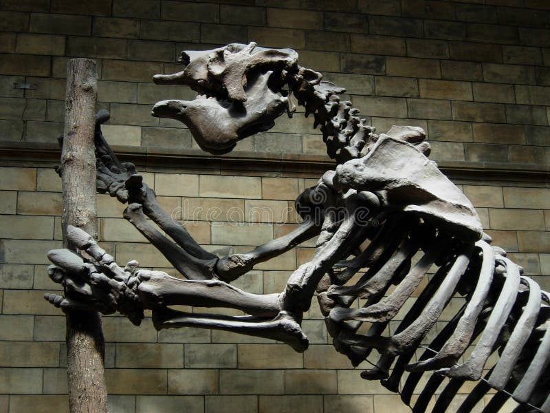Scheletro Del Dinosauro Di T Rex Fotografia Stock - Immagine di ... Scheletro Del Dinosauro Di T Rex Fotografia Stock - Immagine di ...