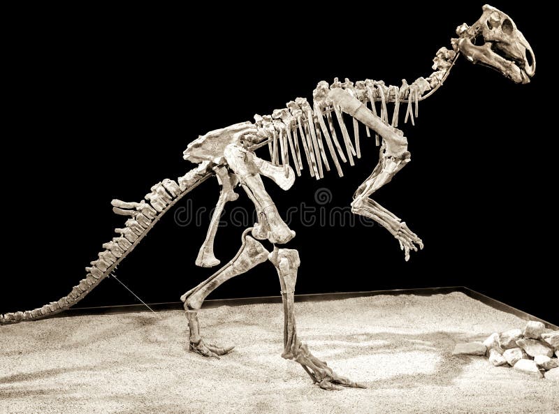Scheletro Del Dinosauro - Probactrosaurus Immagine Stock Editoriale ...