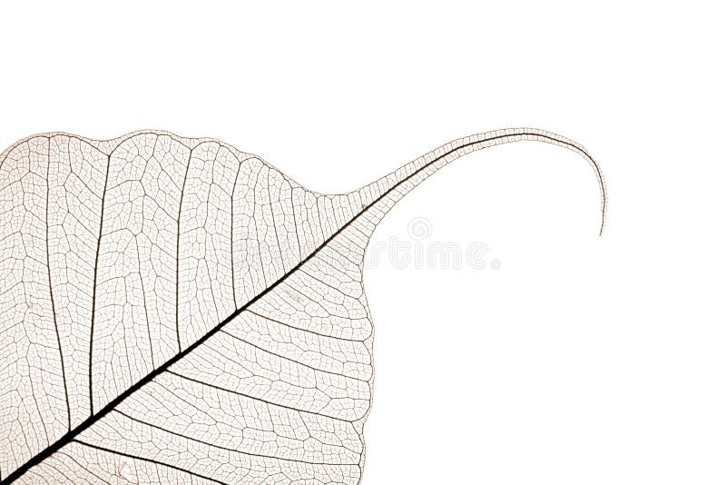 Scheletro di foglia immagine stock. Immagine di nave, flora - 1648859