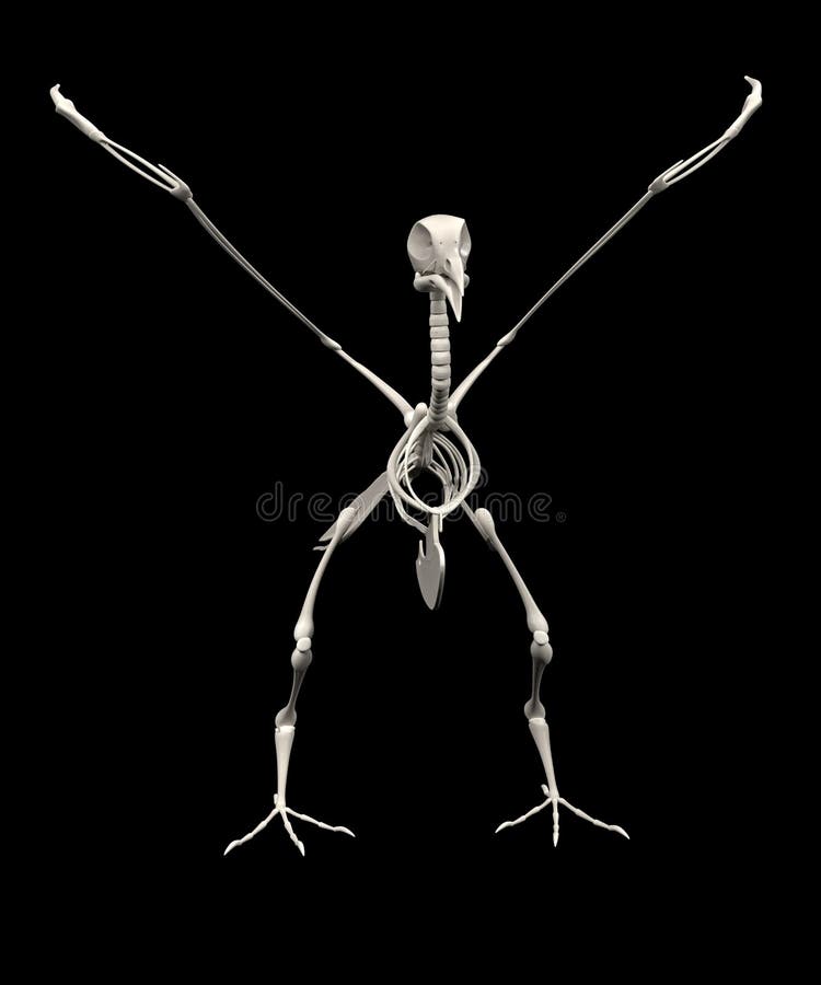 Scheletro dell'uccello illustrazione di stock. Illustrazione di sistema ...