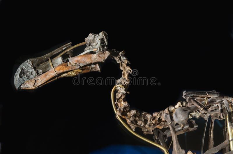 Scheletro Dell'uccello Del Dodo Fotografia Editoriale - Immagine di ...