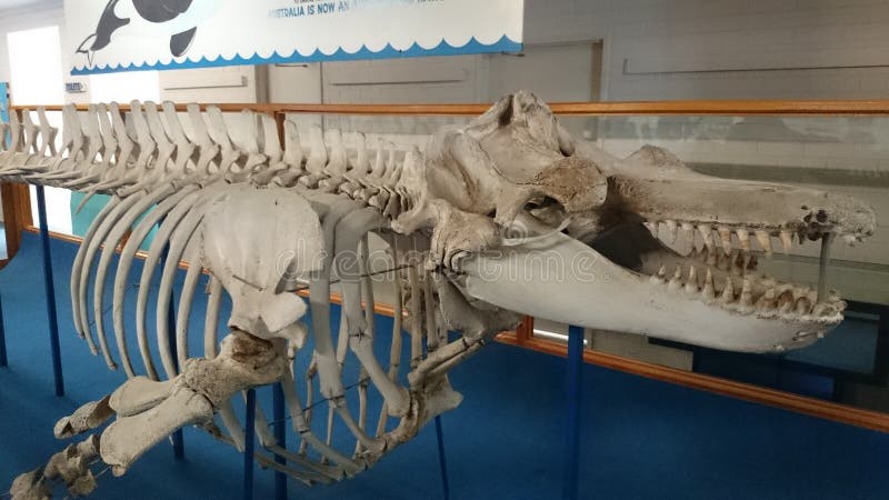 Scheletro della balena immagine stock editoriale. Immagine di australia ...