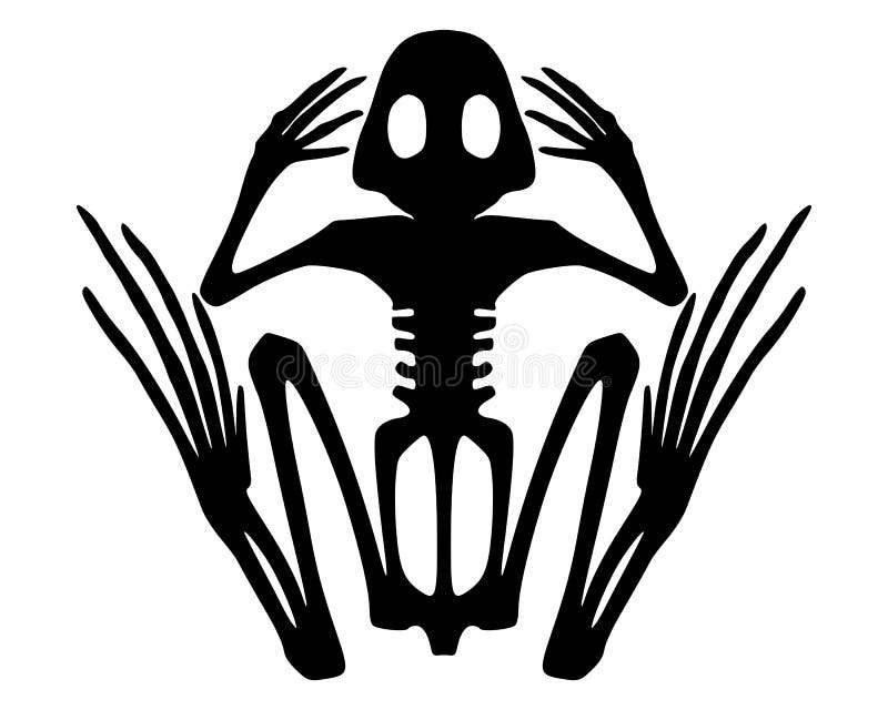 Scheletro della rana illustrazione vettoriale. Illustrazione di animale ...
