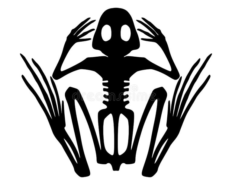 Scheletro della rana illustrazione vettoriale. Illustrazione di animale ...