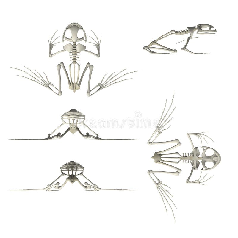 Sistema Scheletrico Della Rana Illustrazione di Stock - Illustrazione ...