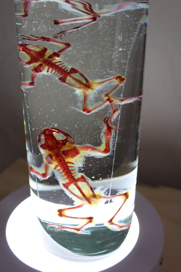 137 Scheletro Della Rana Foto stock - Foto stock gratuite e royalty ...