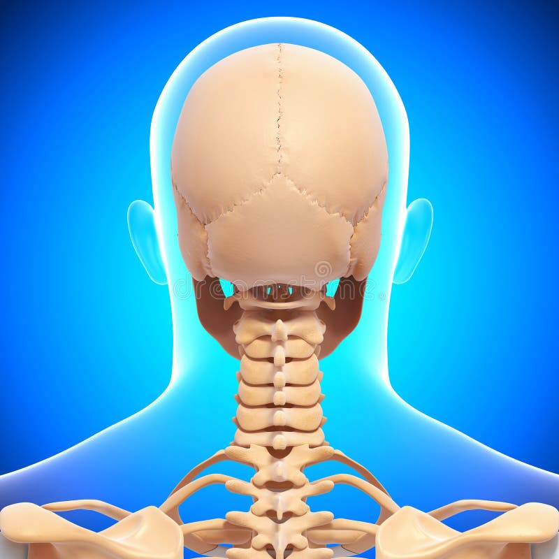 Scheletro Della Testa Umana in Blu Illustrazione di Stock ...
