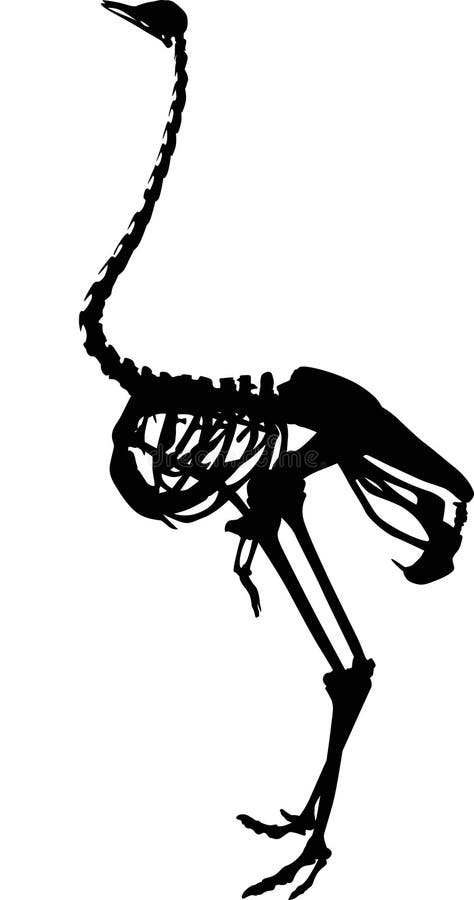 Scheletro Dello Struzzo Isolato Su Bianco Illustrazione Vettoriale ...