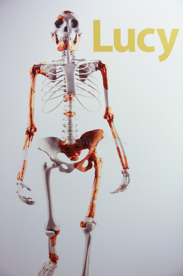 Scheletro di Lucy fotografia stock. Immagine di schema - 43593692