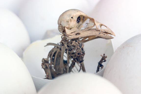 Scheletro di un uccello. immagine stock. Immagine di guasto - 16330333