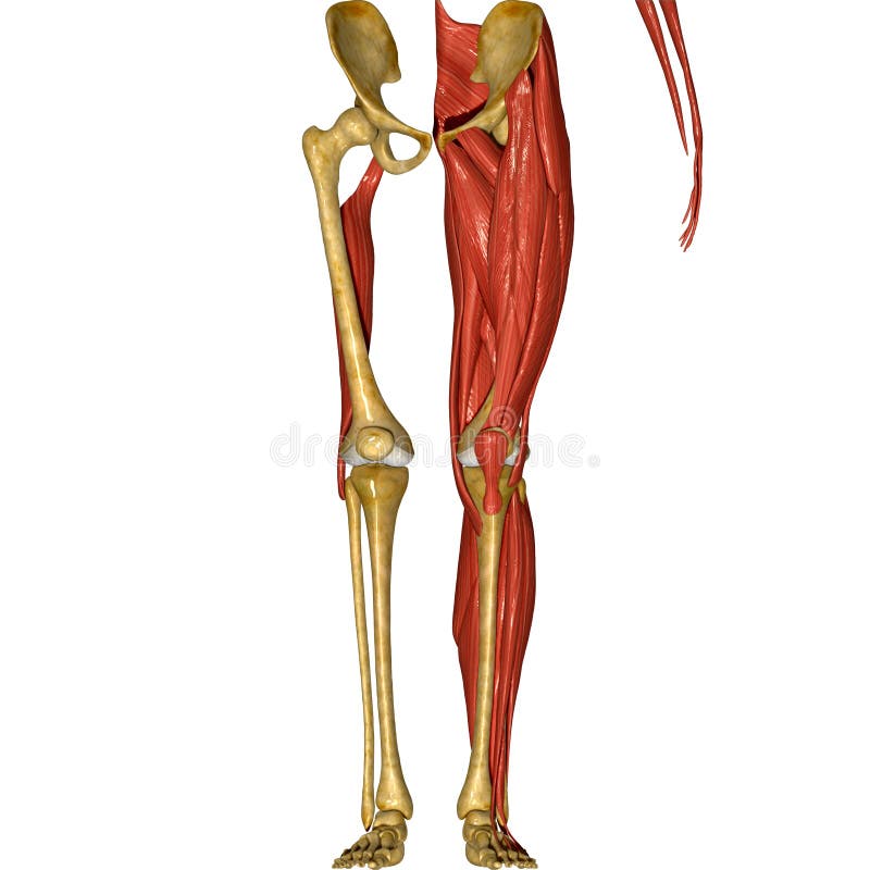 Scheletro E Muscoli Delle Gambe Illustrazione di Stock - Illustrazione ...