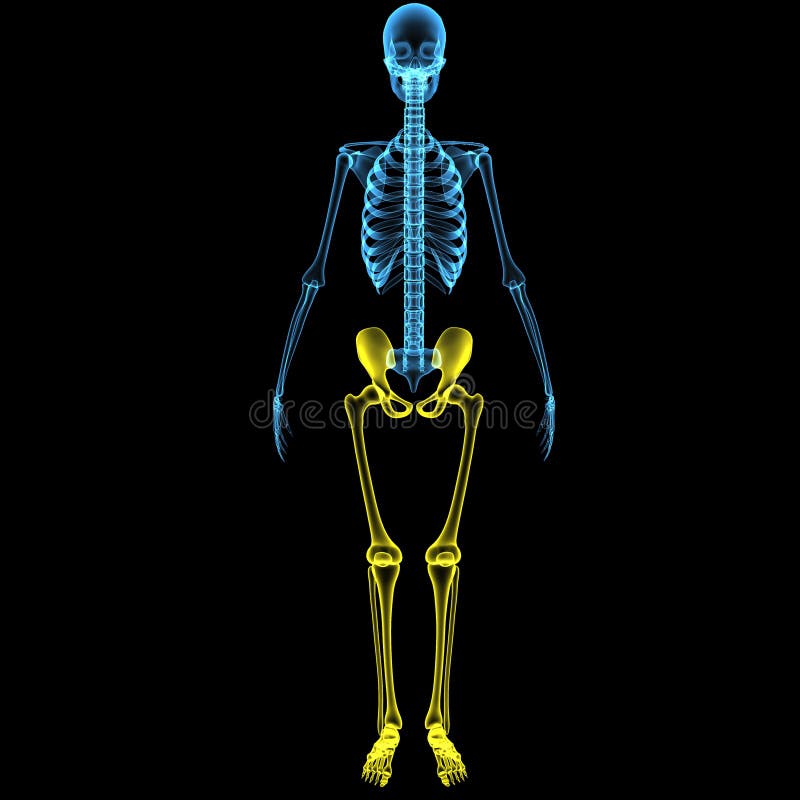 Scheletro: Ossa Dell'anca, Del Femore, Del Perone E Della Tibia ...