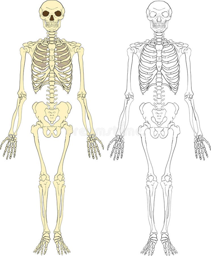 Scheletro Umano - Parte Anteriore E Parte Posteriore Illustrazione ...