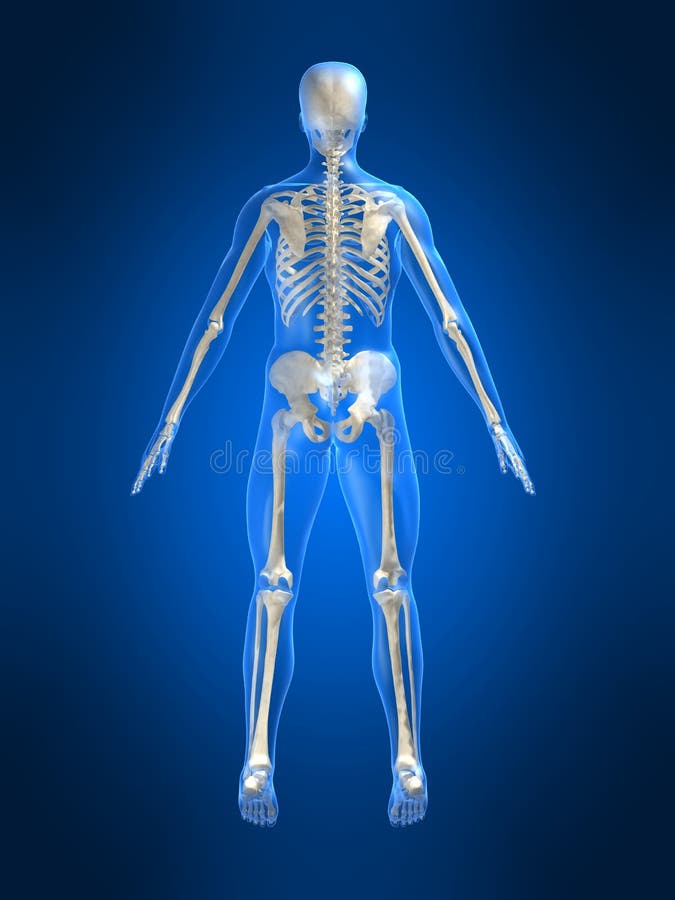 Scheletro umano illustrazione di stock. Illustrazione di medico - 2463528