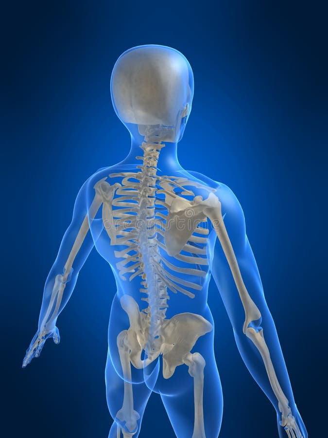 Scheletro umano illustrazione di stock. Illustrazione di medico - 2463528