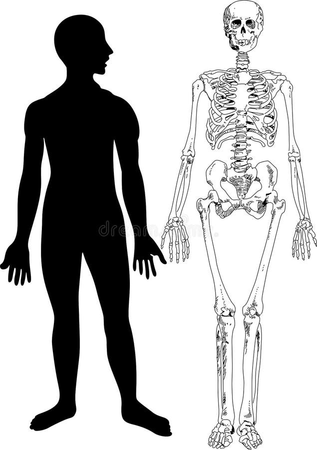 Scheletro umano illustrazione vettoriale. Illustrazione di anatomia ...