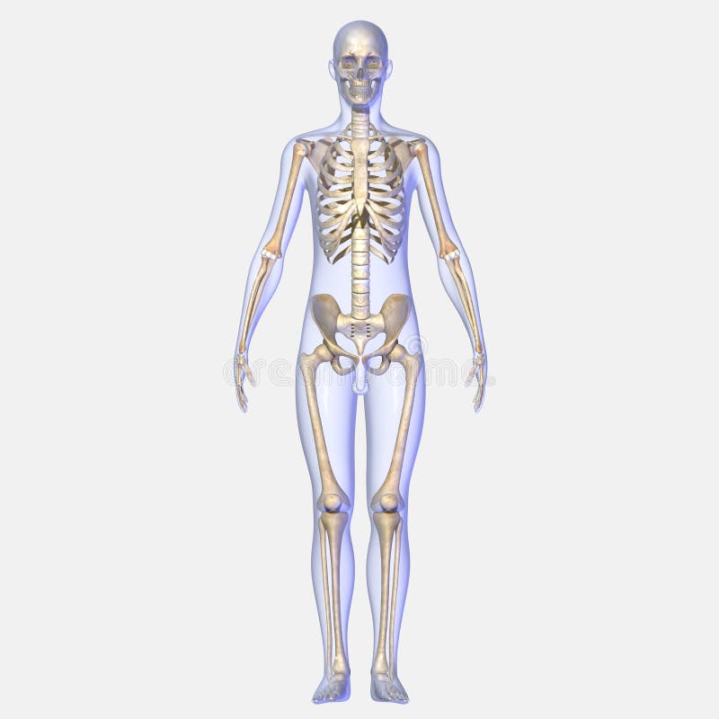 Scheletro immagine stock. Immagine di umano, diminuzioni - 43014241