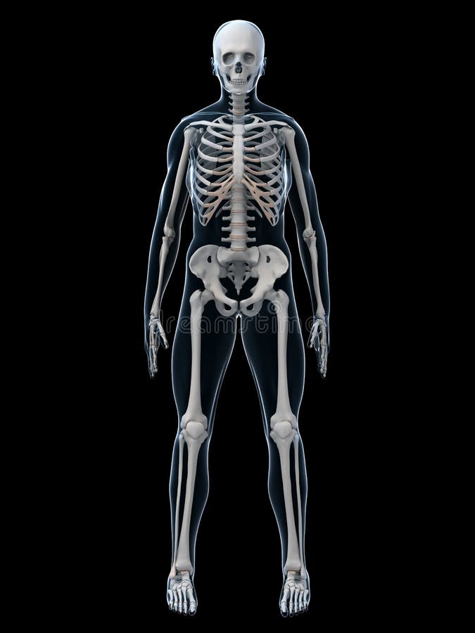 Scheletro umano illustrazione di stock. Illustrazione di raggio - 5563897