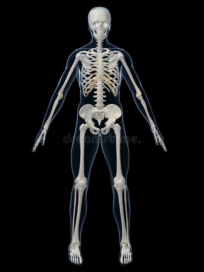 Scheletro umano illustrazione di stock. Illustrazione di ossa - 6787221