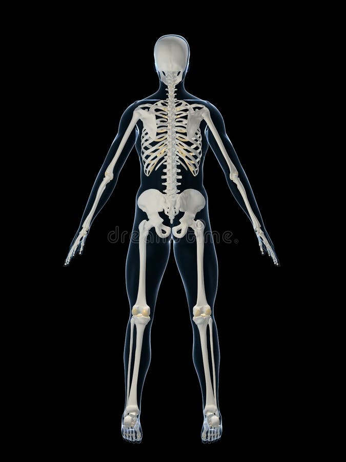 Concetto Umano Completo Dello Scheletro 3D Con Dolori Articolari Dalla ...