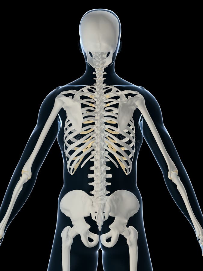 Scheletro umano illustrazione di stock. Illustrazione di spina - 6787243