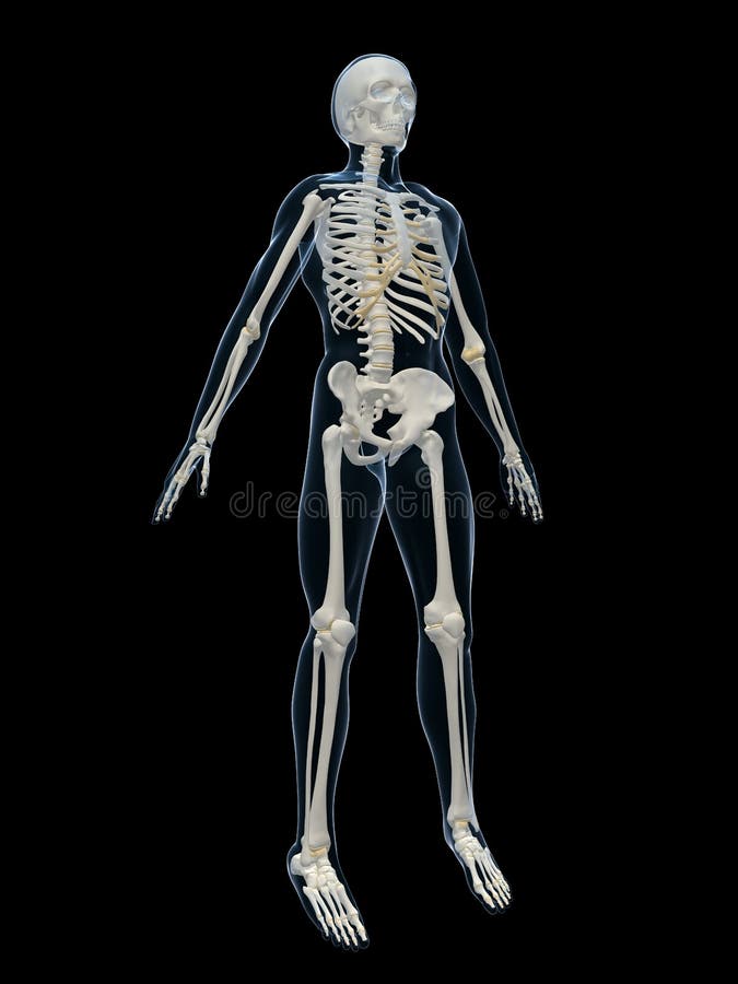 Scheletro umano illustrazione di stock. Illustrazione di reumatismo ...