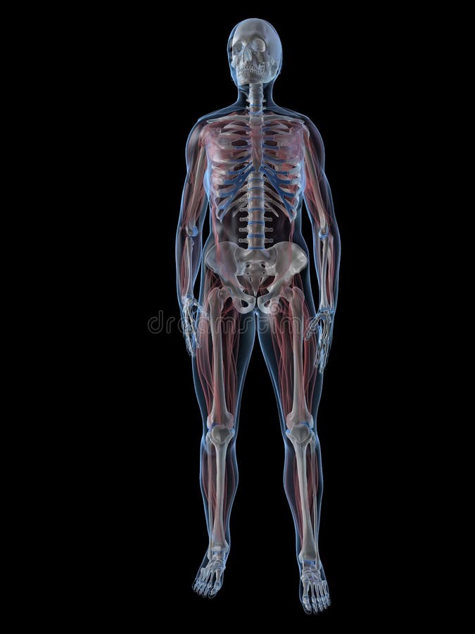Scheletro umano illustrazione di stock. Illustrazione di uomo - 7750103