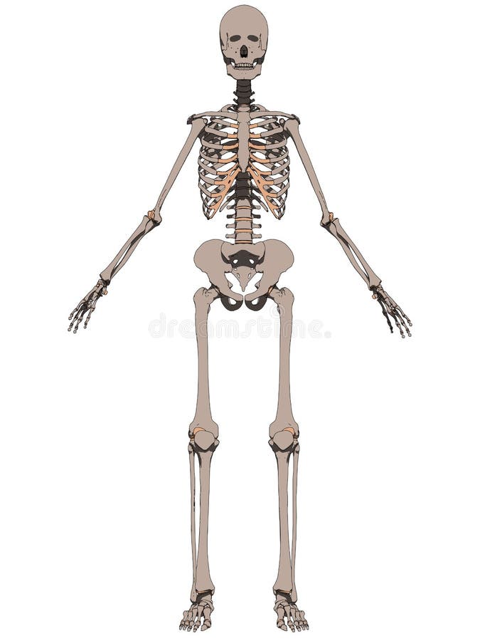 Scheletro umano illustrazione di stock. Illustrazione di anatomia - 9679616