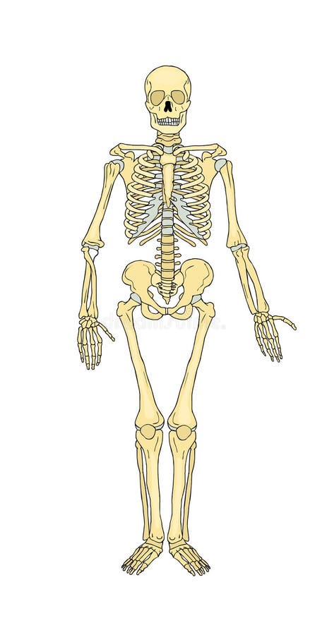 Scheletro Umano Sistema Osteomuscolare Ossa Vettore Illustrazione ...