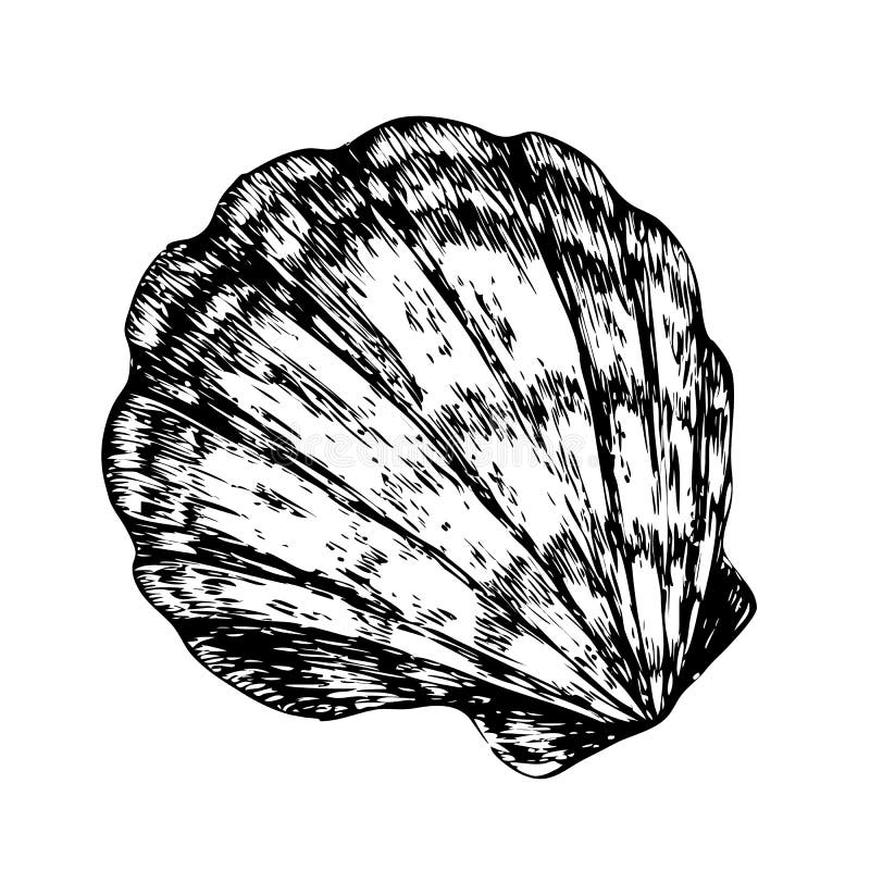 Schelp. Handgetekende Tekening Van De Seashell. Doodles Stock ...