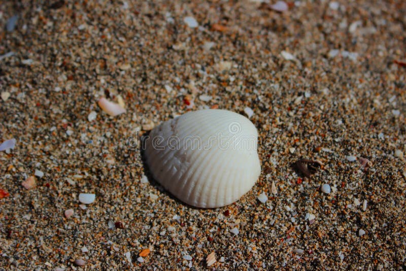 Schelp op het strand stock afbeelding. Image of overzees - 186504431