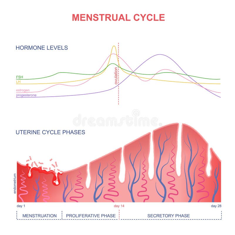Schema del ciclo mestruale illustrazione vettoriale. Illustrazione di ...