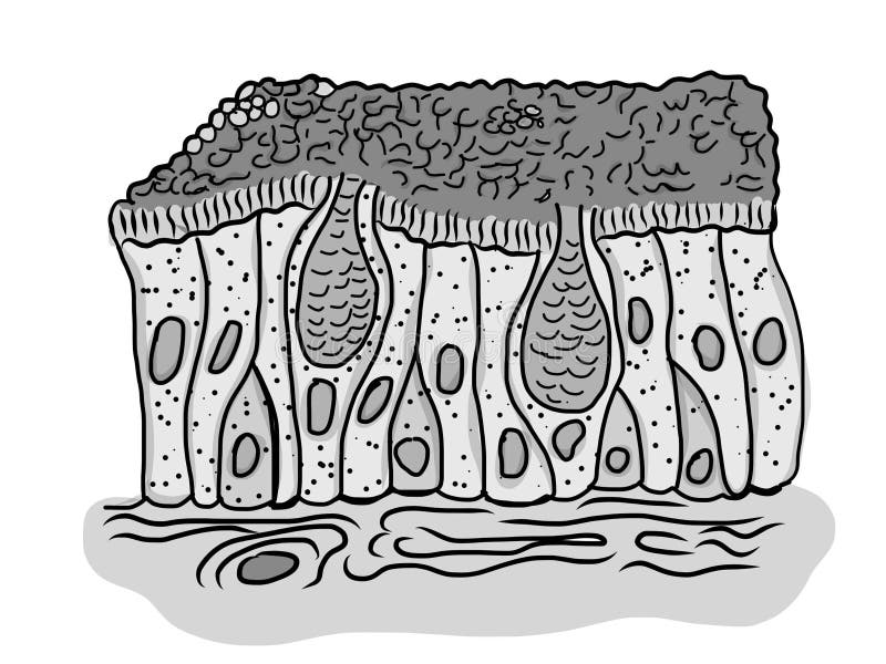 Schema Umano Di Anatomia Della Pelle Di Epiderma Illustrazione di Stock ...