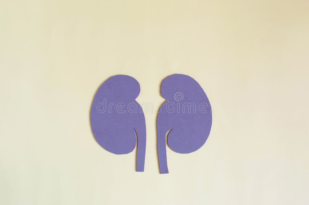 Schematic Close-up Image of Kidneys Made of Dense Material . Stock ...