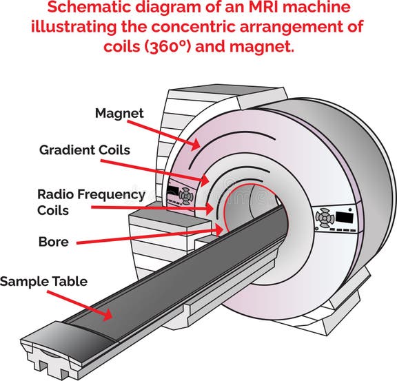 Schematic Diagram of an MRI Machine Illustrating the Concentric ...