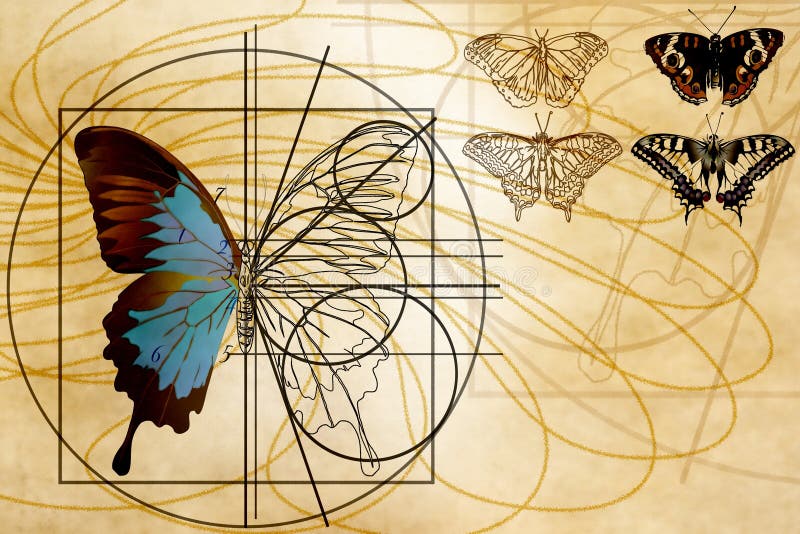 A Schematic Drawing of a Butterfly. Stock Illustration - Illustration ...