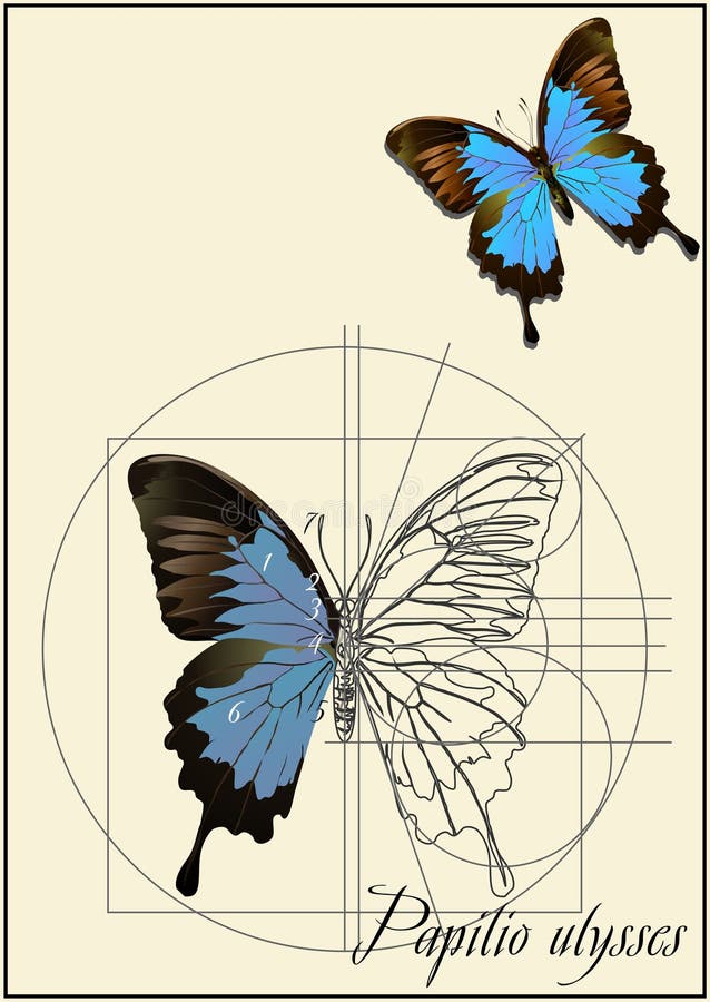A Schematic Drawing of a Butterfly. Stock Vector - Illustration of ...