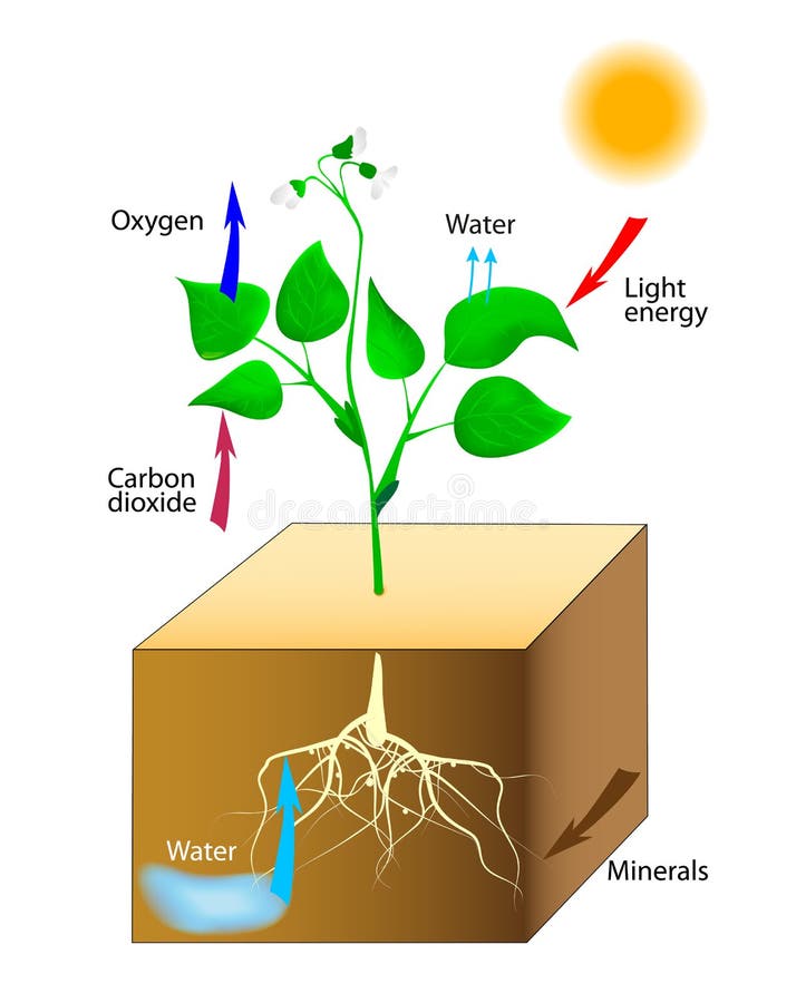 Photosynthesis stock illustration. Illustration of stem - 29925058